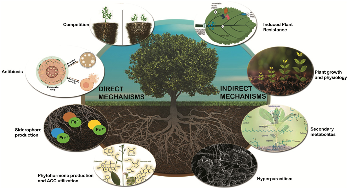 Frontiers | Harnessing fungal endophytes for natural management: a ...