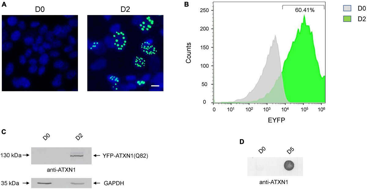 Frontiers | Intranuclear inclusions of polyQ-expanded ATXN1 sequester ...