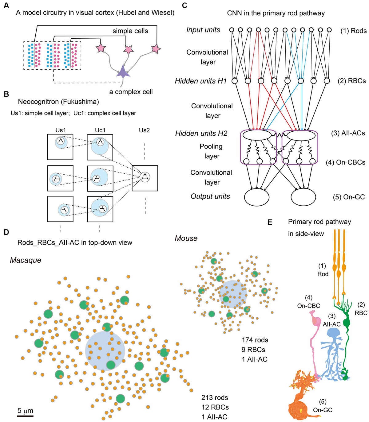 Frontiers | Electrical synapses for a pooling layer of the convolutional neural network in retinas