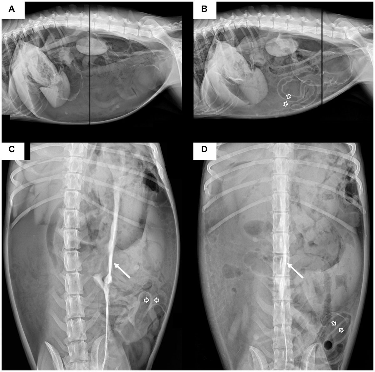 Frontiers | Case report: Radiography and computed tomography of tension ...