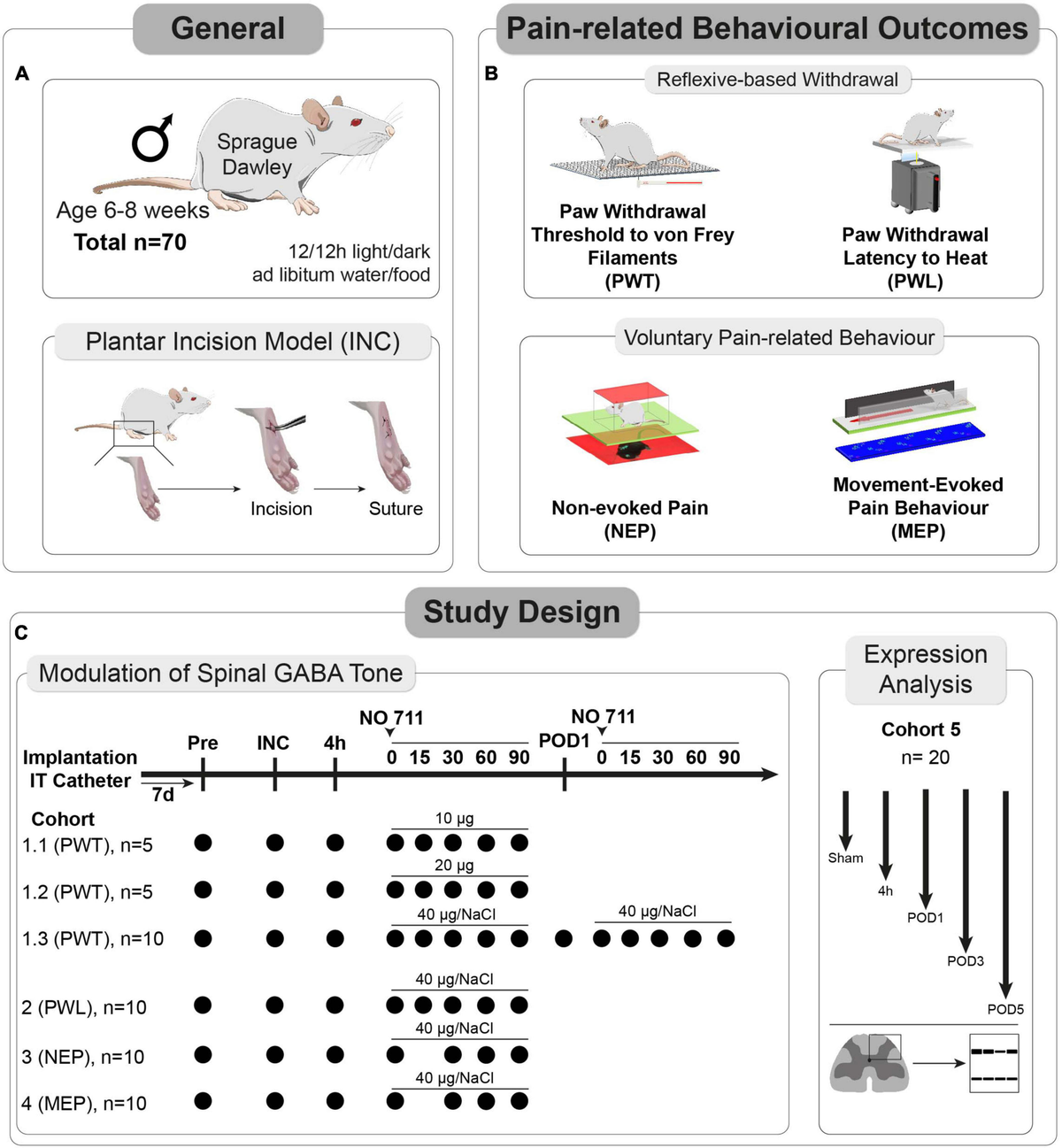 Frontiers | Spinal GABA transporter 1 contributes to evoked-pain ...