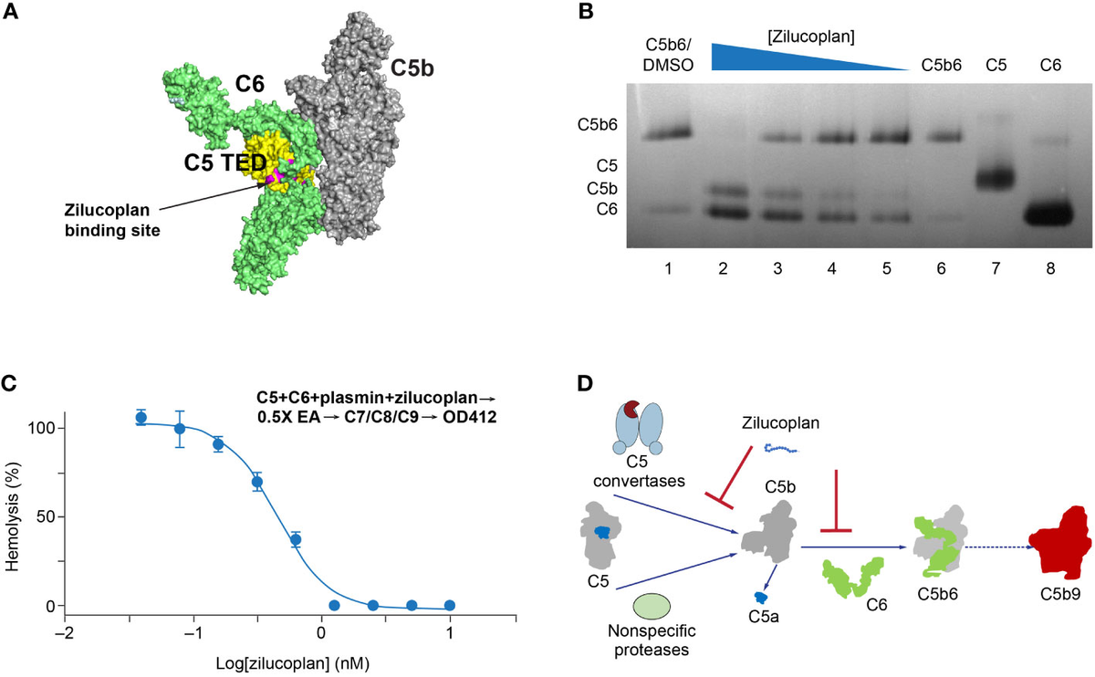 Frontiers | Corrigendum: Zilucoplan, a macrocyclic peptide inhibitor of ...