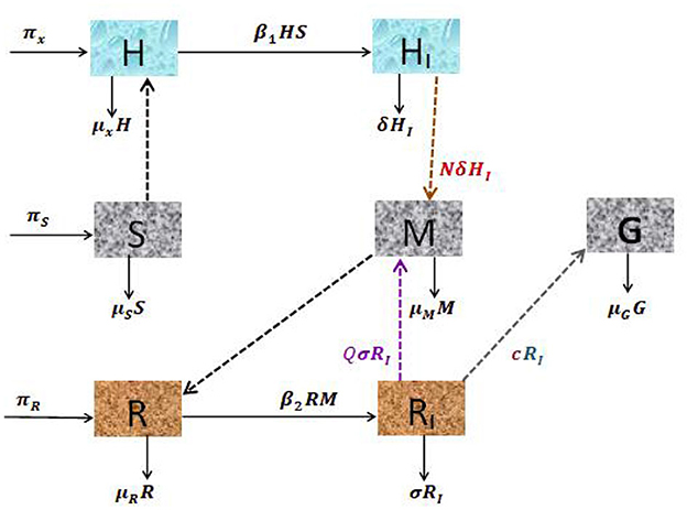 Frontiers | A cell-level dynamical model for malaria parasite infection ...