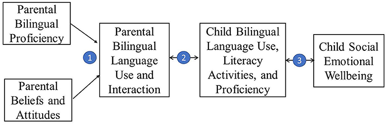 Frontiers | Harmonious bilingual experience and child wellbeing: a ...