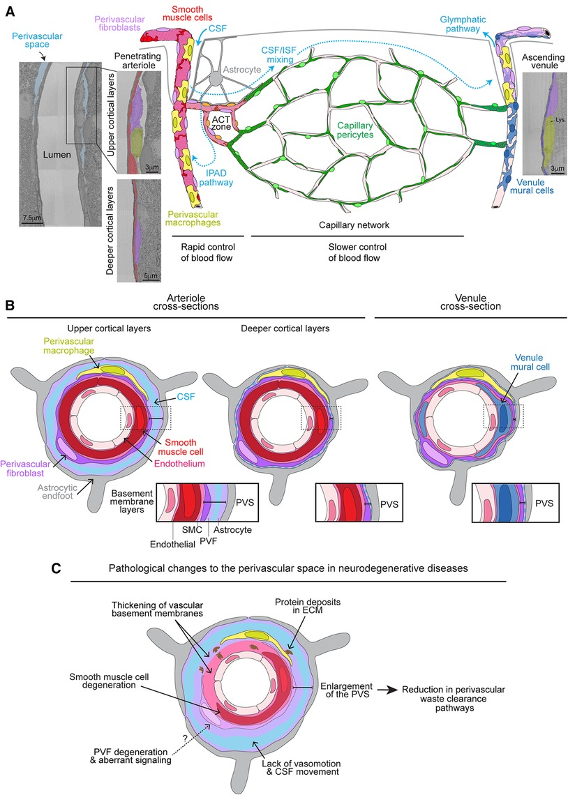 Frontiers | The elusive brain perivascular fibroblast: a potential role ...
