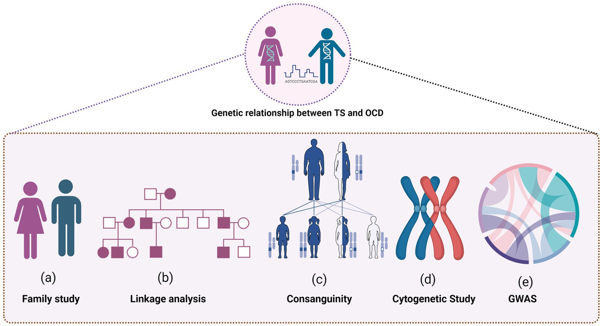 Frontiers | The shared genetic risk factors between Tourette syndrome and obsessive-compulsive ...