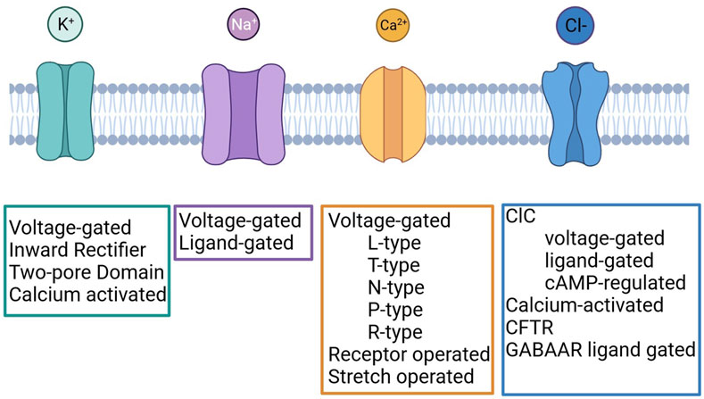 Frontiers | Ion channels in lung cancer: biological and clinical relevance