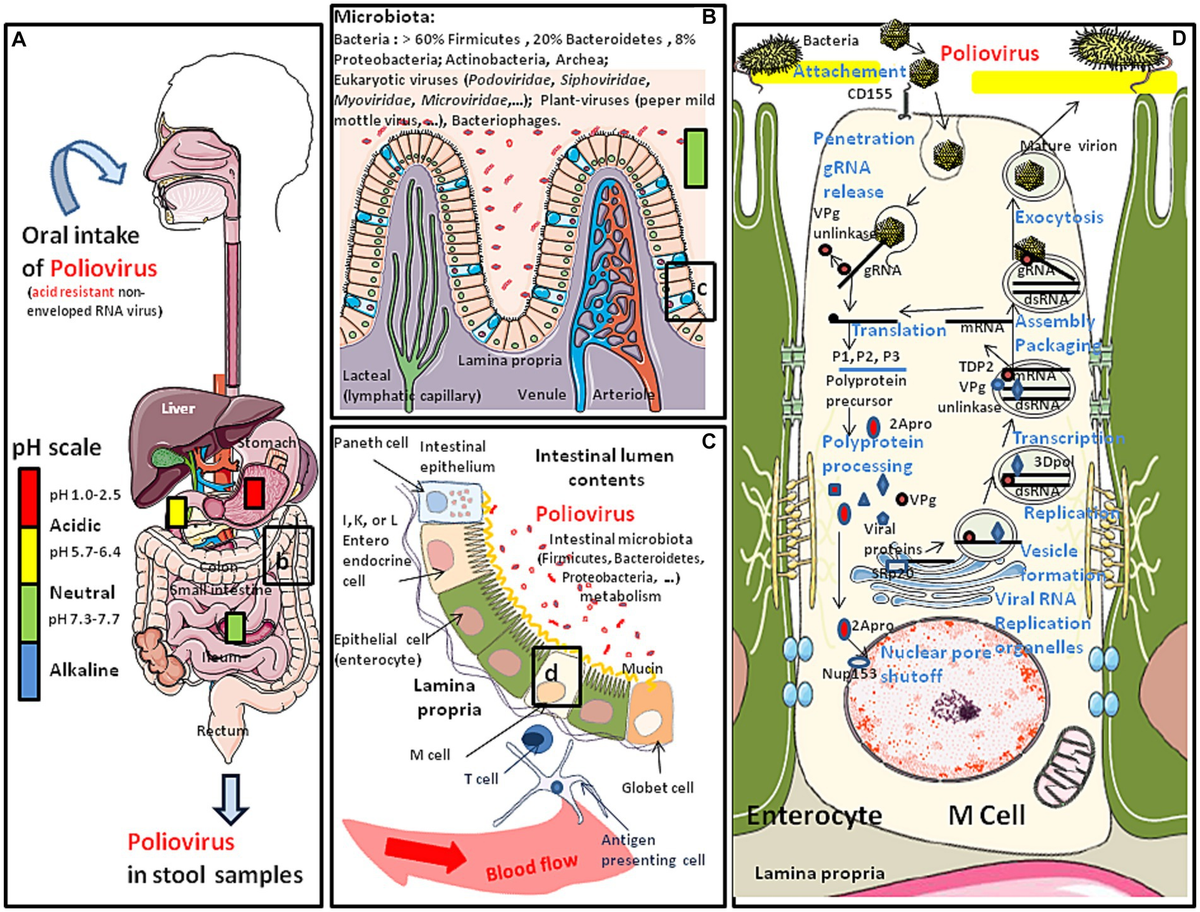 Frontiers | Is it time to switch to a formulation other than the live ...