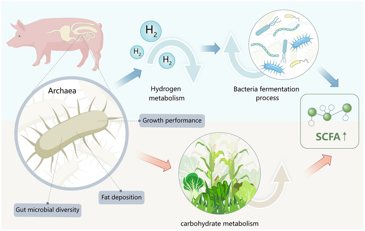 Bacterial Fermentation Pig