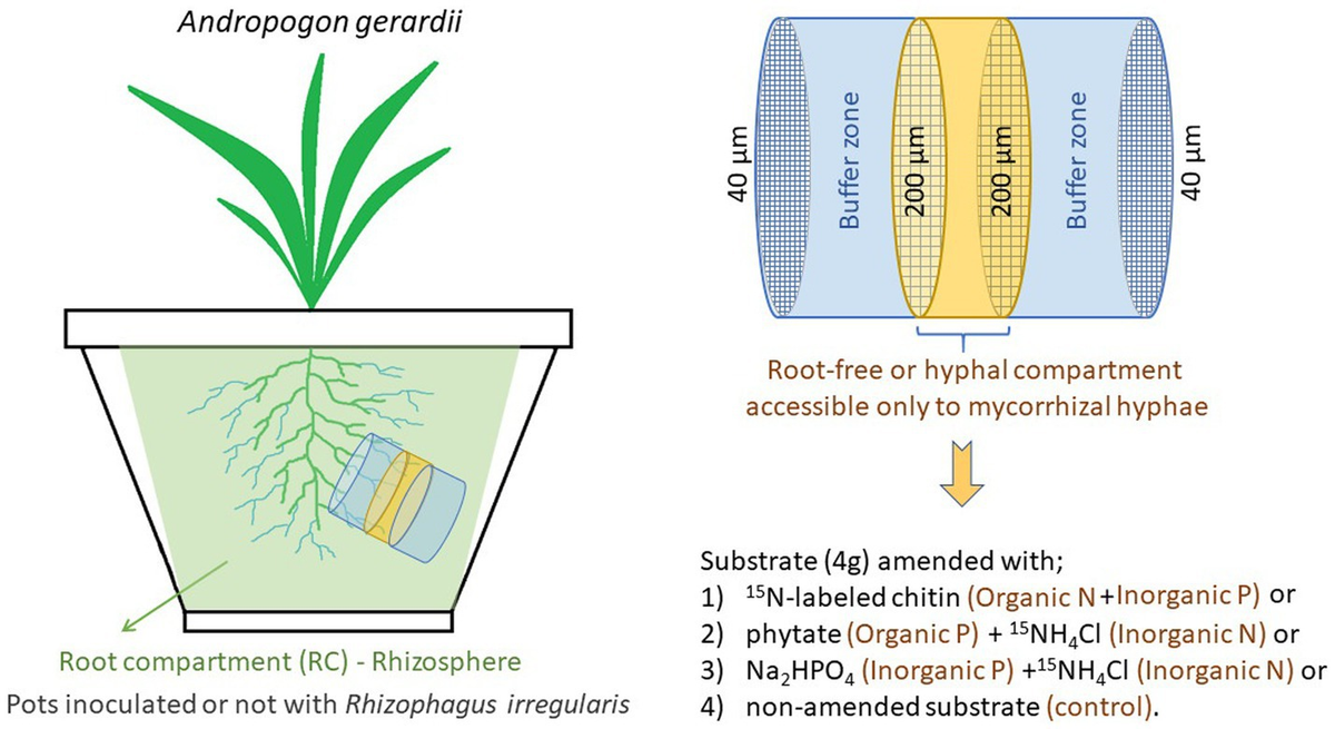 Frontiers | Nutrient-dependent cross-kingdom interactions in the ...