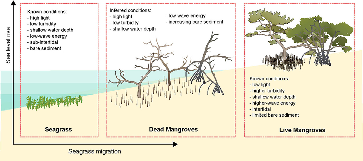 Frontiers | Mangrove ghost forests provide opportunities for seagrass
