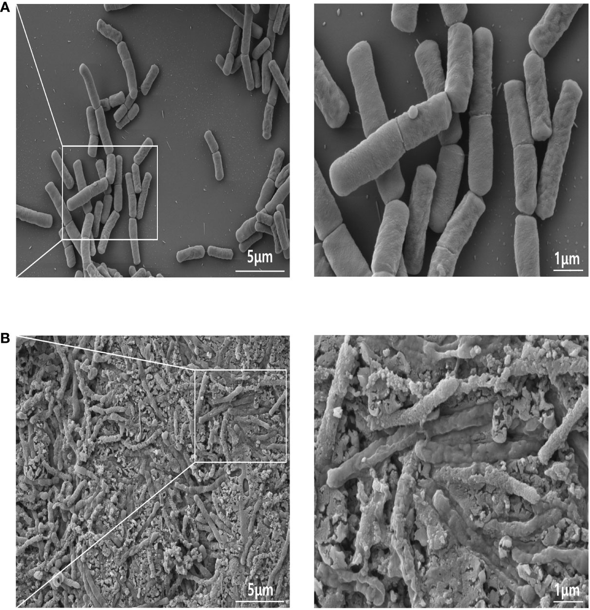 Frontiers | Paraprobiotic derived from Bacillus velezensis GV1 improves ...