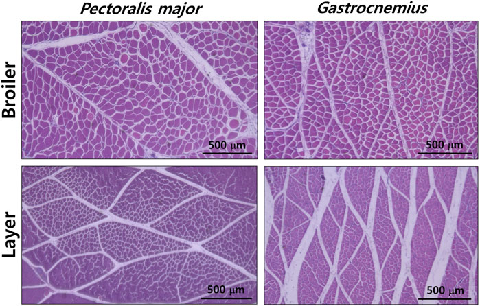 Frontiers | Greater numbers and sizes of muscle bundles in the breast ...