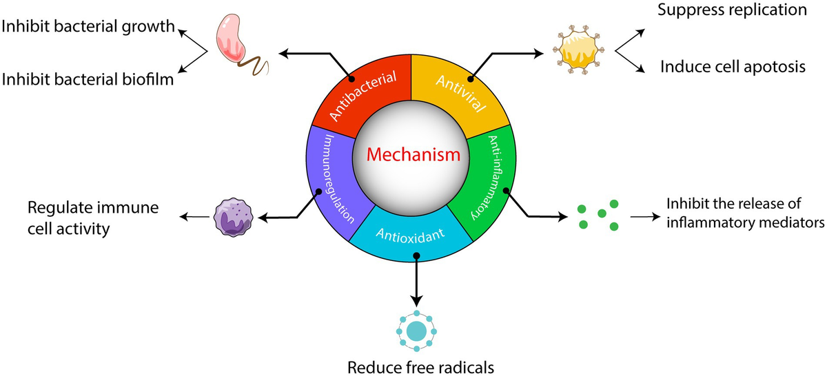 Frontiers | The role and mechanism of TCM in the prevention and ...