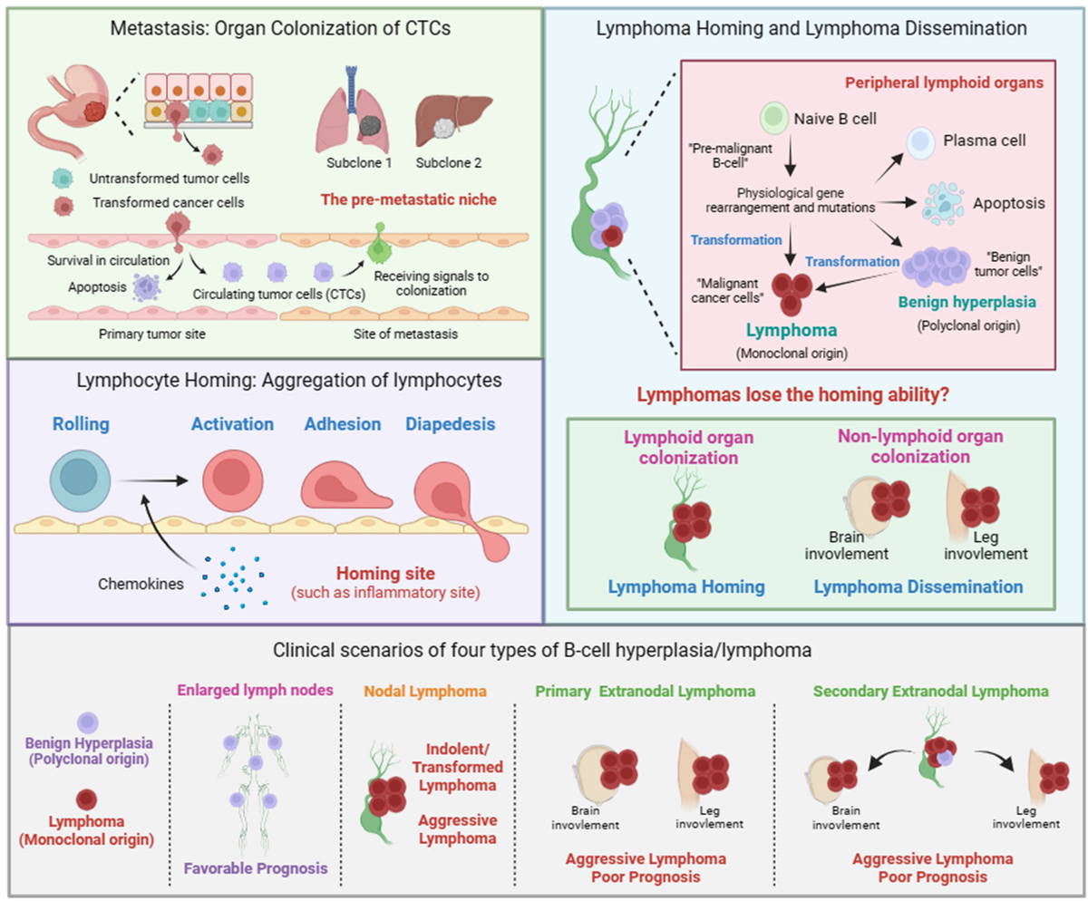 Frontiers | Lymphoma dissemination is a pathological hallmark for ...