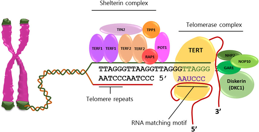 Frontiers | Reactivation of telomerase reverse transcriptase expression in cancer: the role of ...