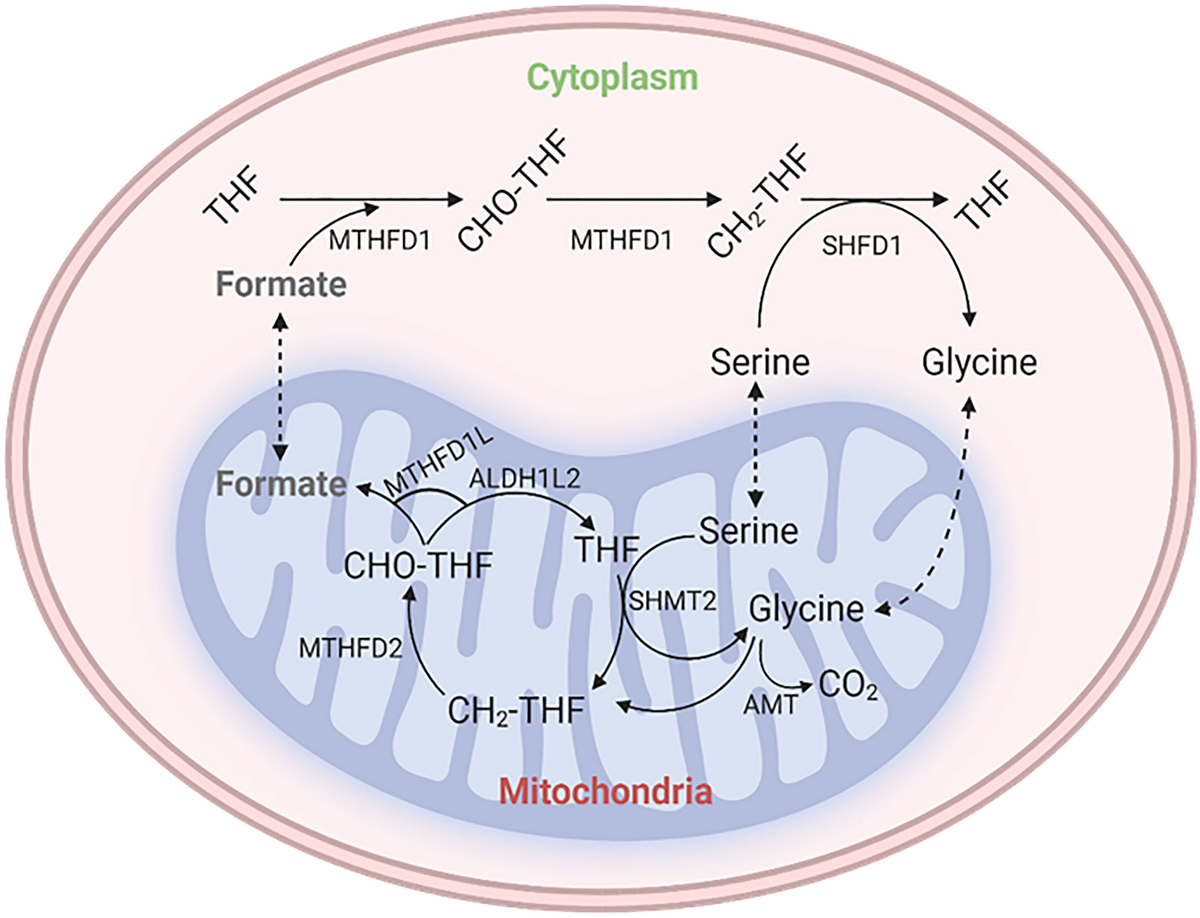 Frontiers | Editorial: The role of one-carbon metabolism in cancer ...