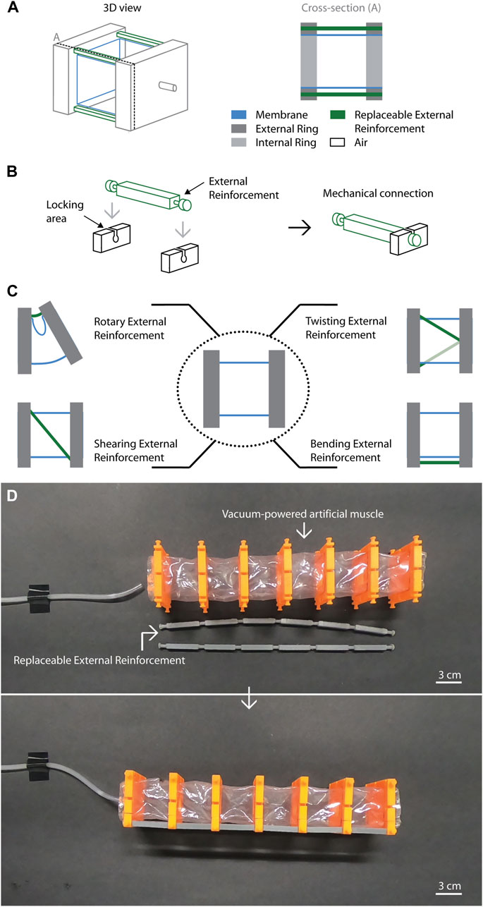 Frontiers | Versatile vacuum-powered artificial muscles through ...