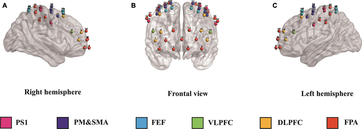 Frontiers | Correlation and underlying brain mechanisms between rapid ...