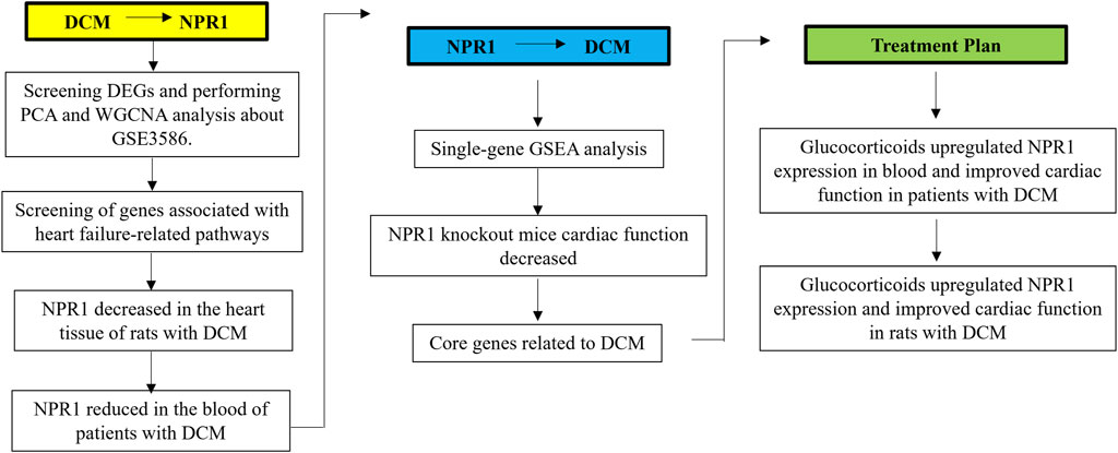 Frontiers | Investigating the role of NPR1 in dilated cardiomyopathy ...
