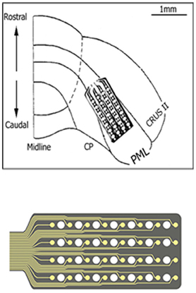 Frontiers | High frequency synchrony in the cerebellar cortex during goal directed movements