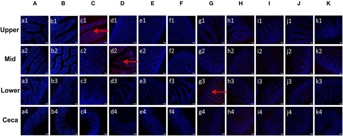 Frontiers | The microneme adhesive repeat domain of MIC3 protein ...