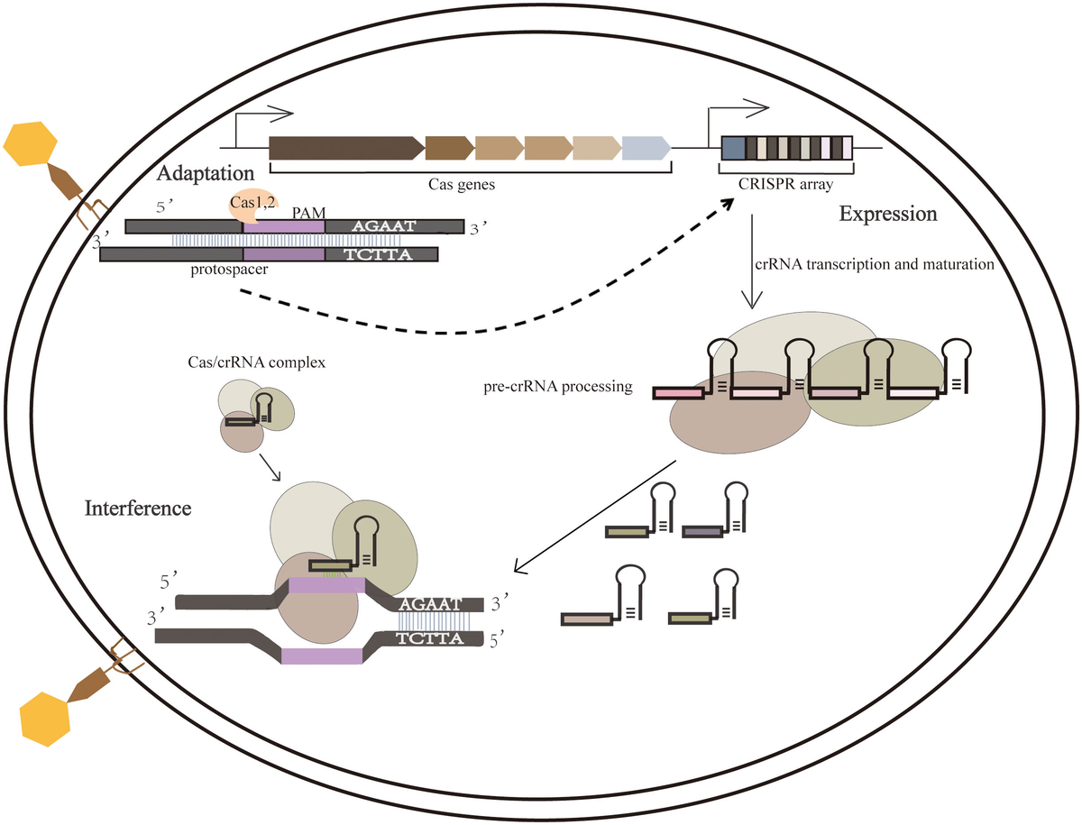Frontiers | Advances in application of CRISPR-Cas13a system