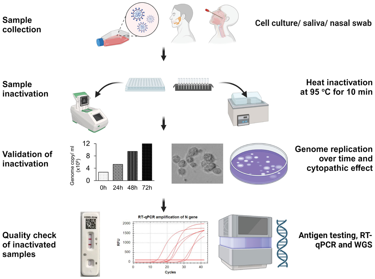 Frontiers | Validating the inactivation of viral pathogens with a focus ...