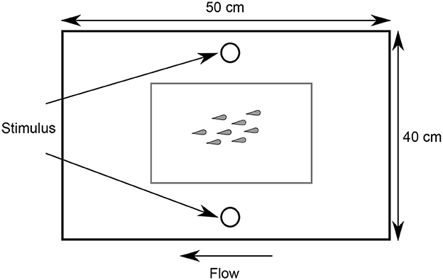 Frontiers | Kinematic performance declines as group size increases ...