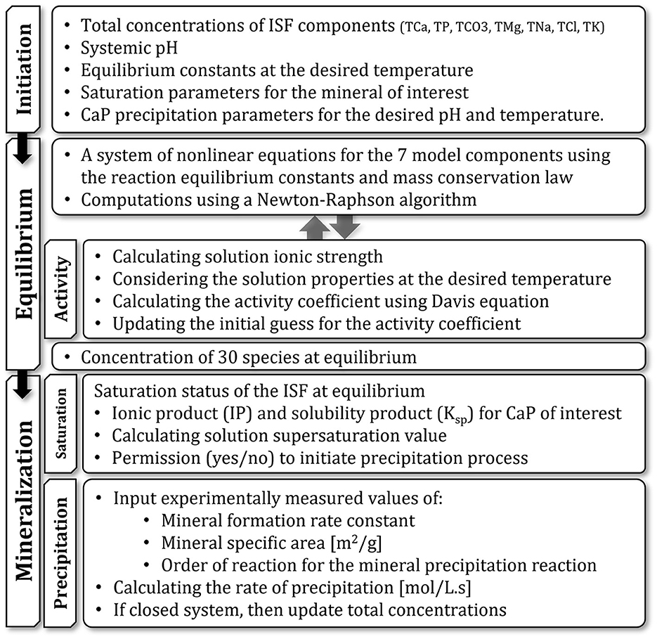 Frontiers | Mathematical model of physicochemical regulation of precipitation of bone hydroxyapatite