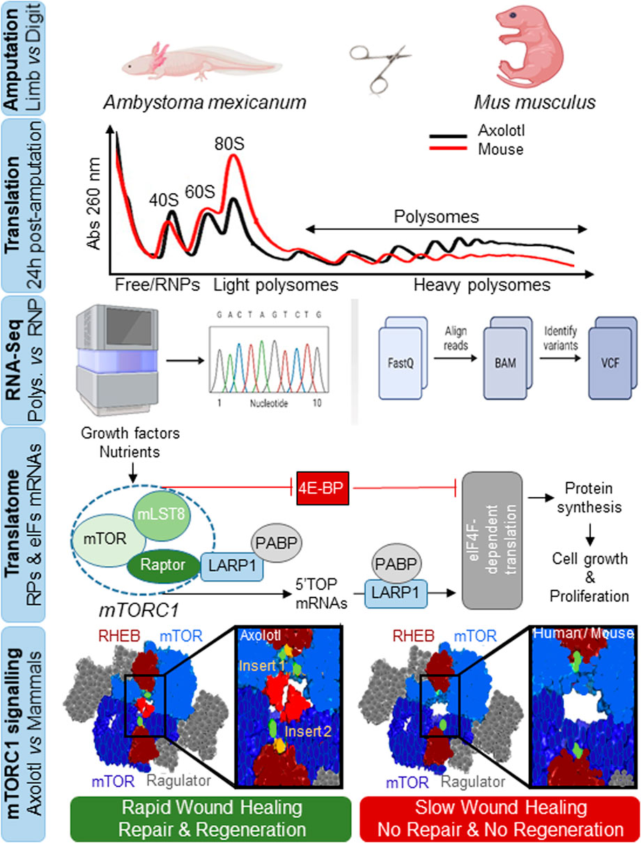 Frontiers | Lost in mTORC1-related translation limits healing, repair ...