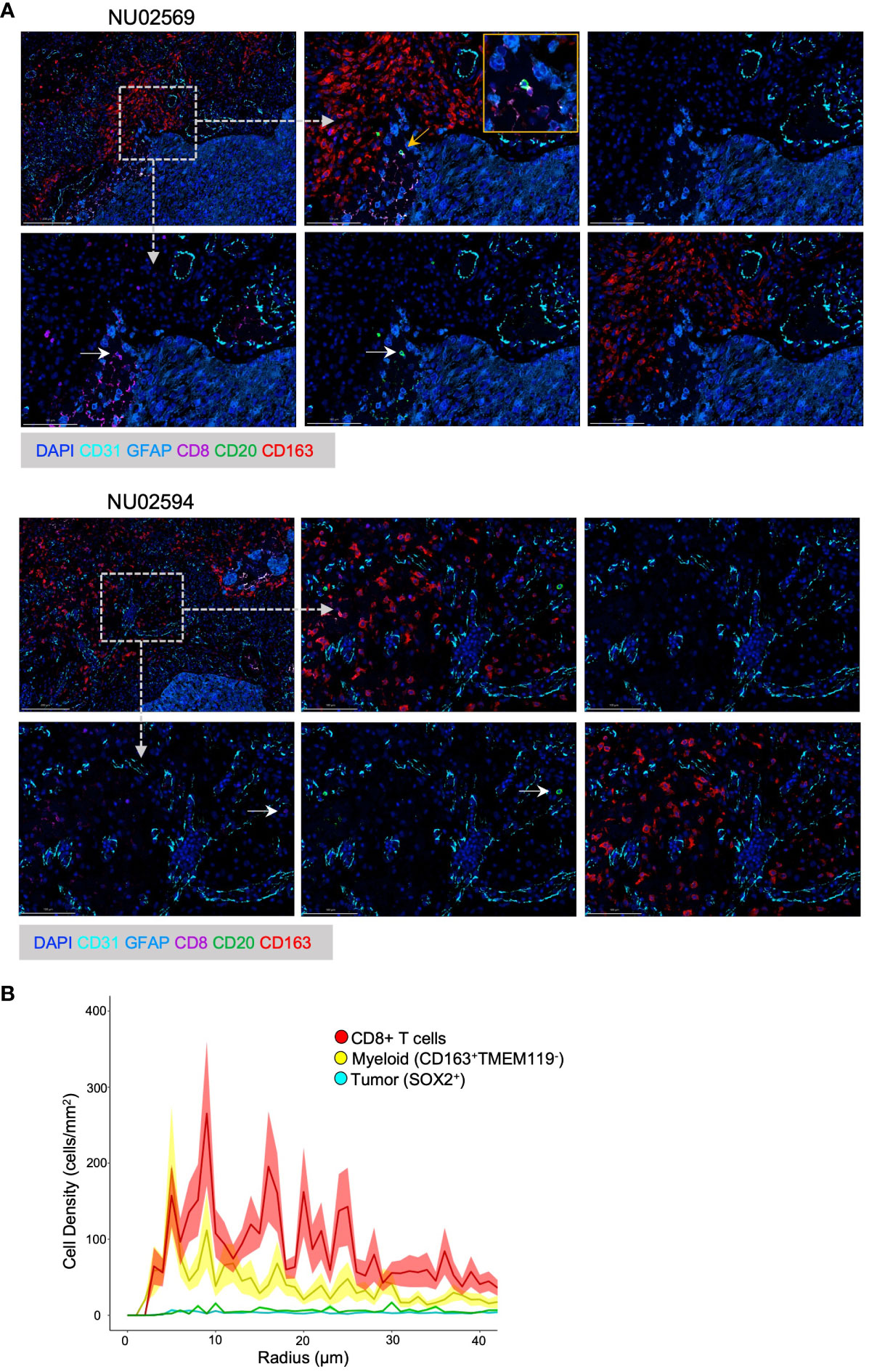 Frontiers | Antigen-presenting B cells promote TCF-1+ PD1- stem-like ...