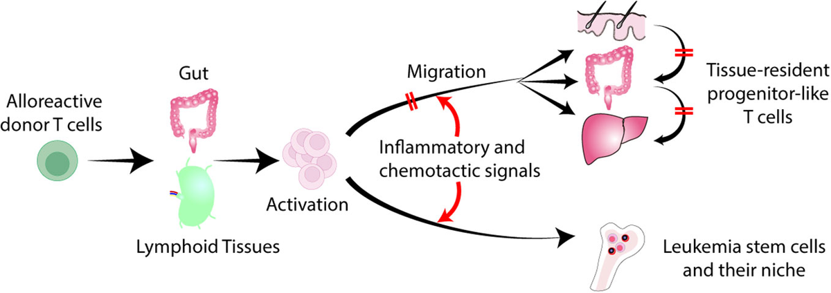 Frontiers | Separation of GVL from GVHD -location, location, location