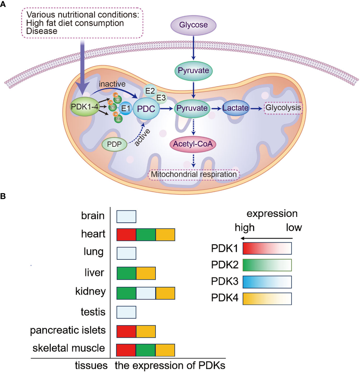 Pyruvate Dehydrogenase Complex Diagram