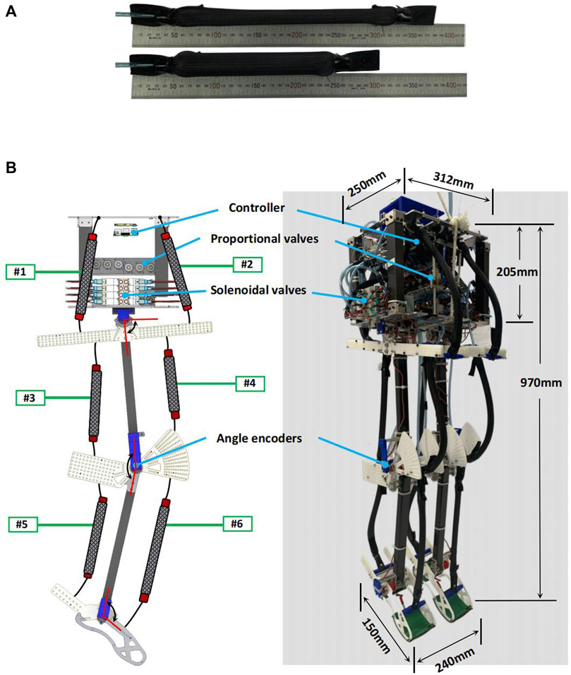 Frontiers | Design and sequential jumping experimental validation of a musculoskeletal bipedal ...