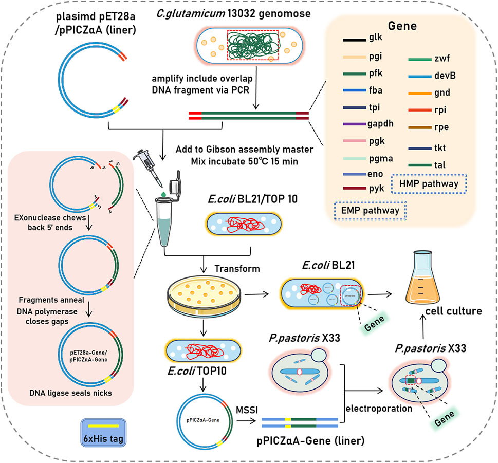 Frontiers | Characterization of the enzyme kinetics of EMP and HMP ...