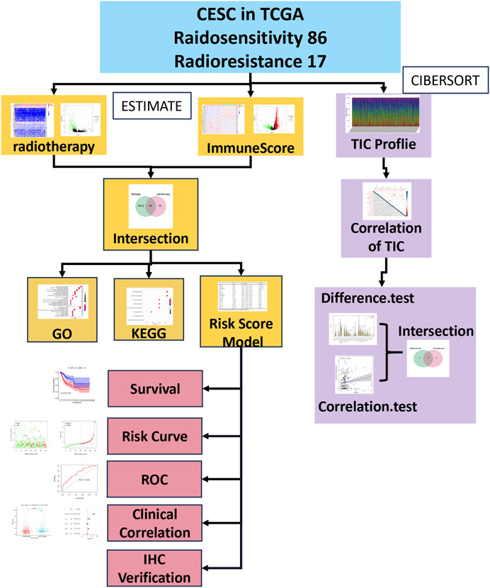 Frontiers | A novel immune-related risk-scoring system associated with ...