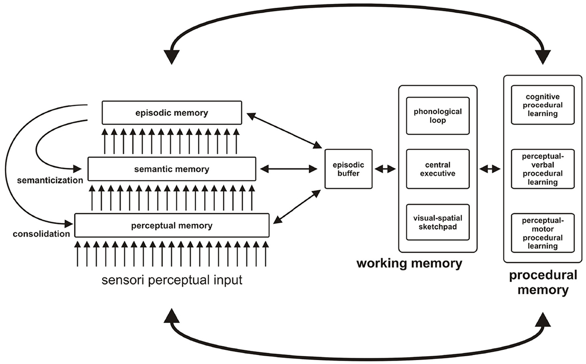 Frontiers | Mathematical modeling of human memory