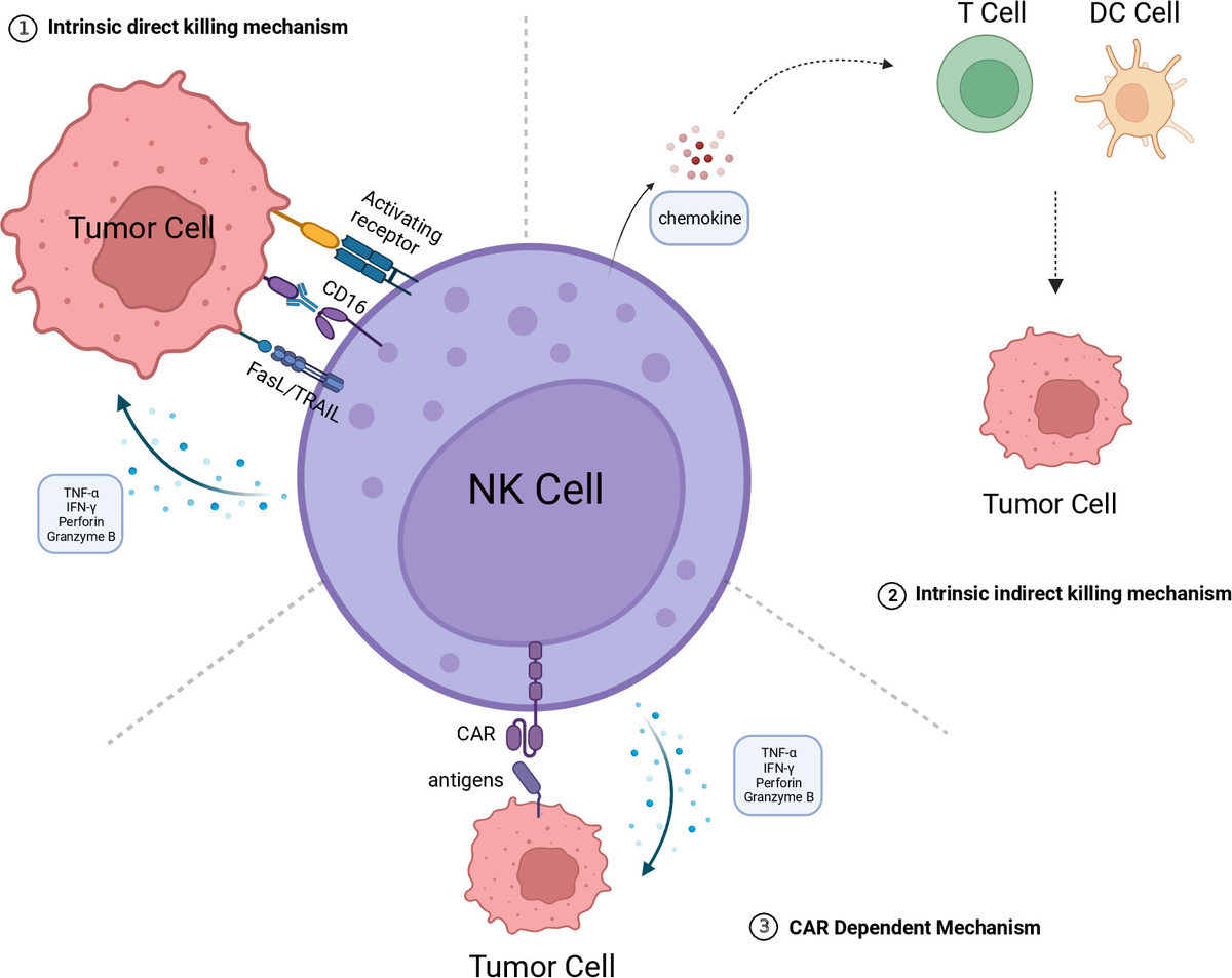 Frontiers | Synergistic treatment strategy: combining CAR-NK cell therapy and radiotherapy to ...