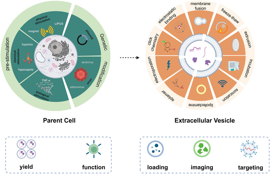 Frontiers | Emerging technologies for engineering of extracellular vesicles