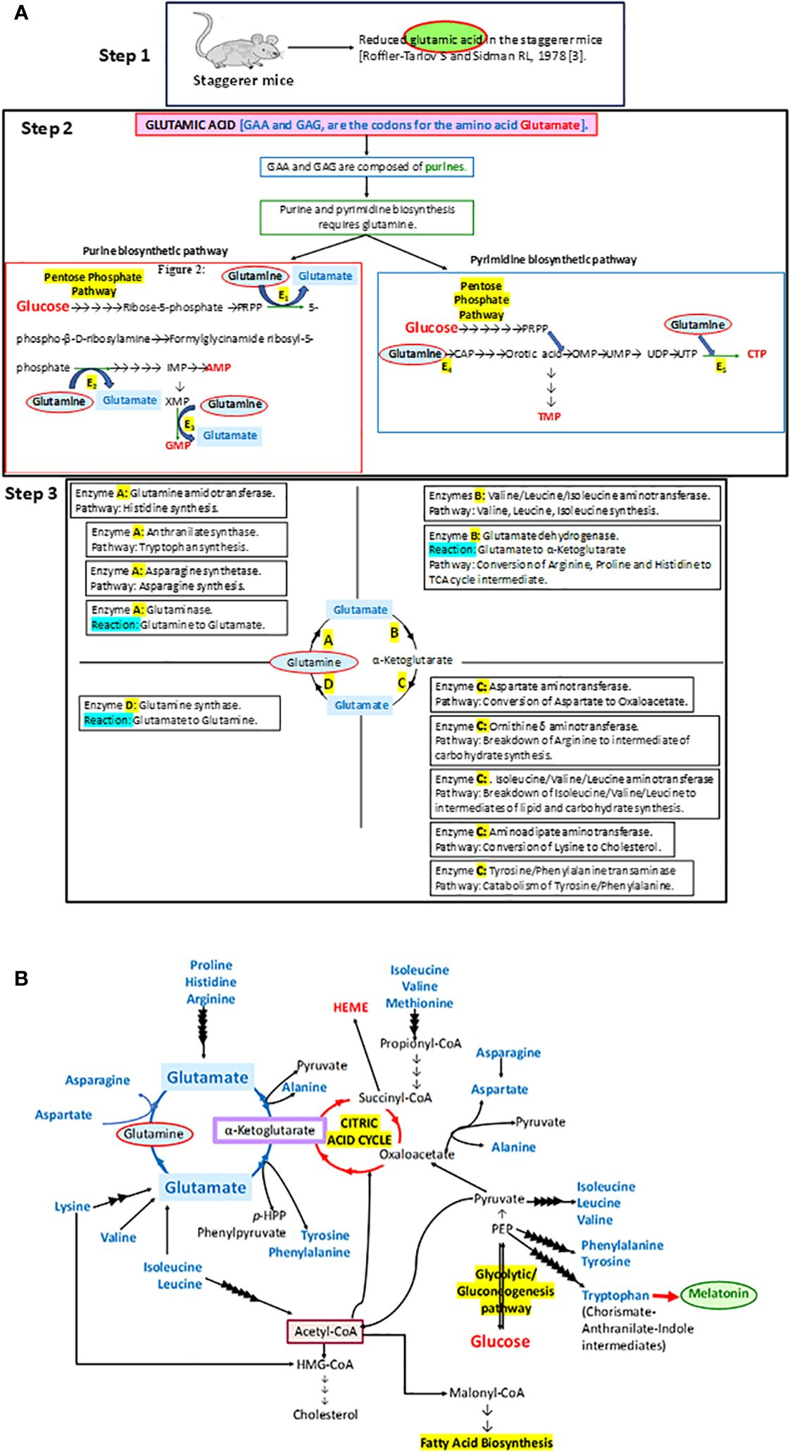 Frontiers | RAR-related orphan receptor alpha (RORα) and the staggerer ...