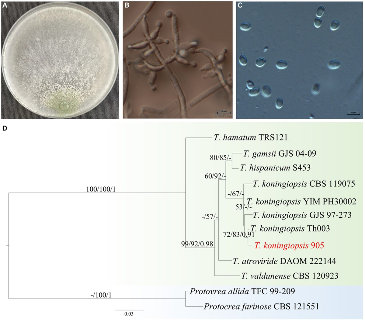 Frontiers | Trichoderma koningiopsis Tk905: an efficient biocontrol, induced resistance agent ...