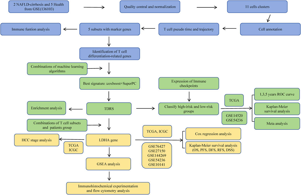 Frontiers | Single-cell sequencing and multiple machine learning algorithms to identify key T ...