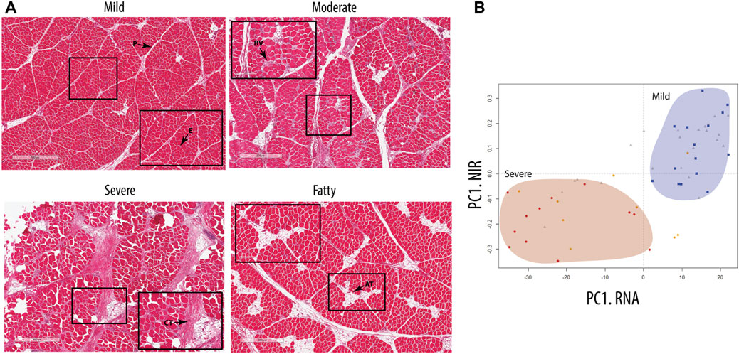 Frontiers | Characterization of wooden breast myopathy: a focus on ...