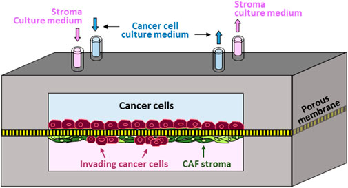 Frontiers | Microfluidic-based human prostate-cancer-on-chip
