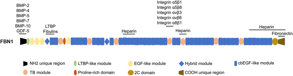 Frontiers | The extracellular matrix glycoprotein fibrillin-1 in health ...