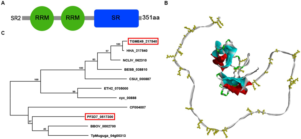 Frontiers | The splicing factor SR2 is an important virulence factor of ...