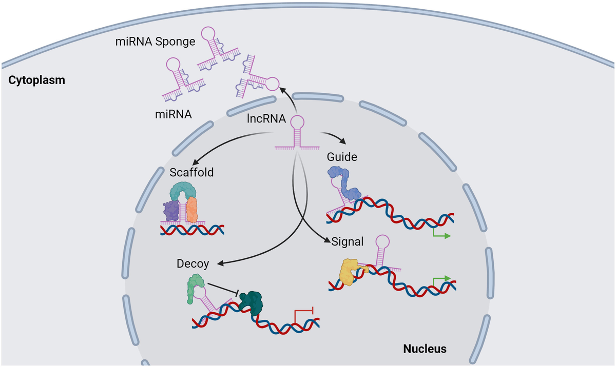 Frontiers | The complex nature of lncRNA-mediated chromatin dynamics in ...