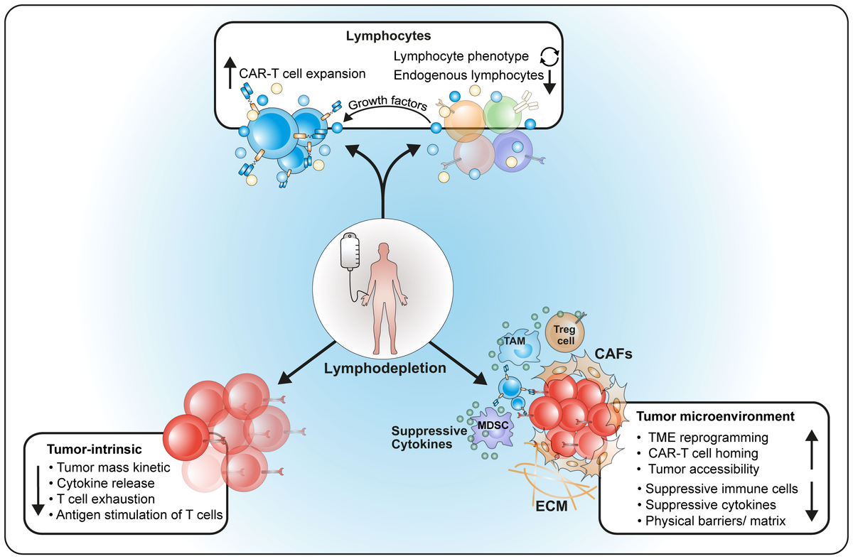Frontiers | Lymphodepletion – an essential but undervalued part of the ...