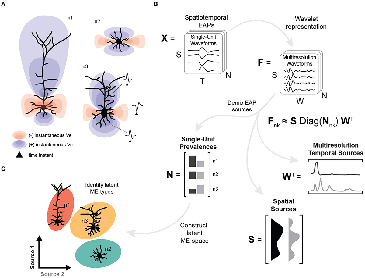 Frontiers | Discovering optimal features for neuron-type identification ...